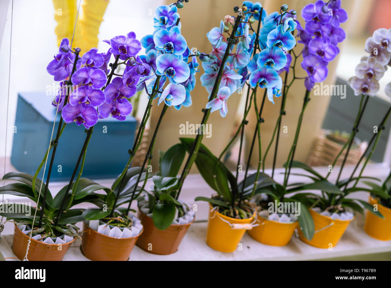 orchid branch with blue flowers Stock Photo - Alamy
