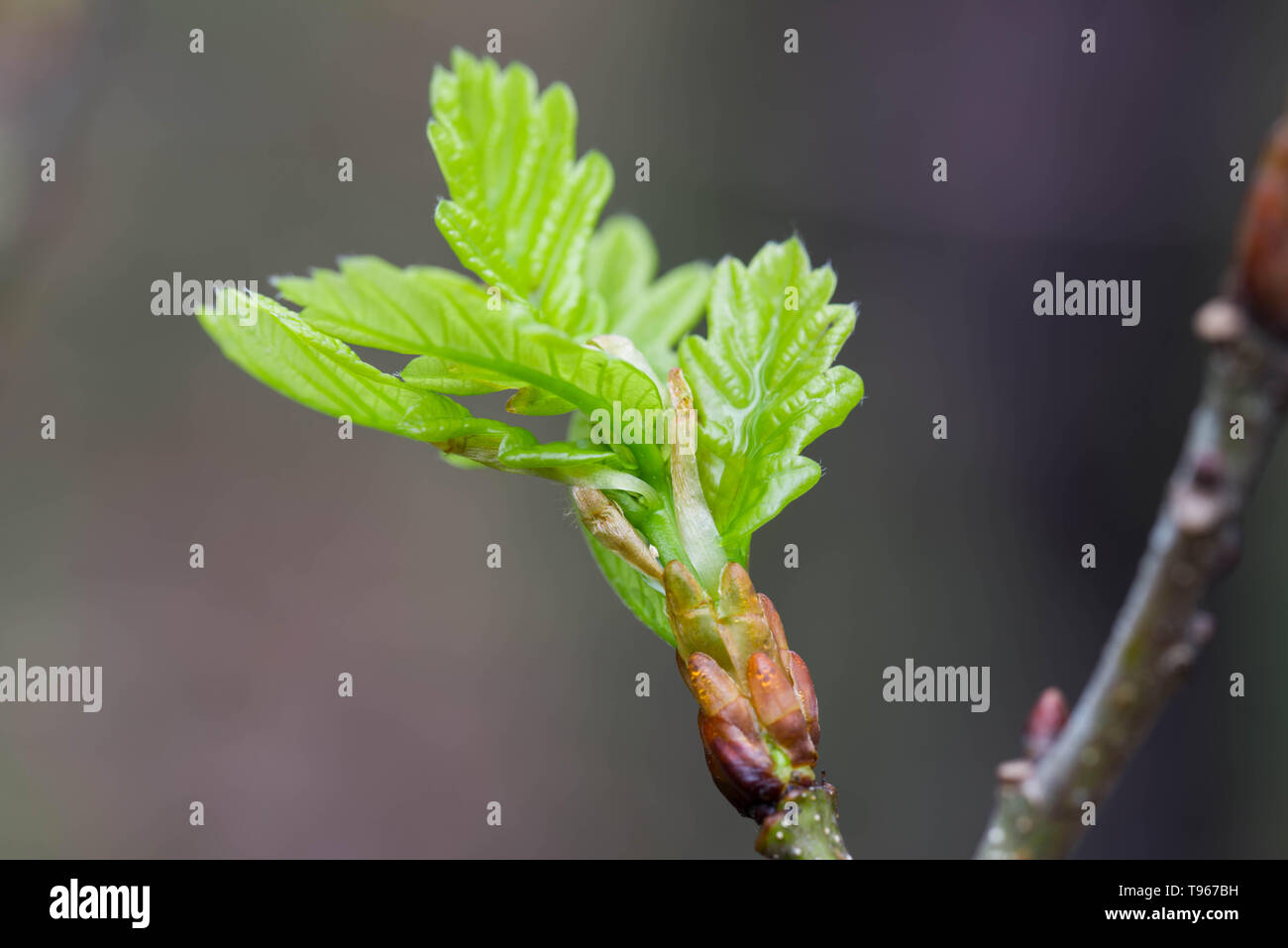 Spring budding oak tree hi-res stock photography and images - Alamy