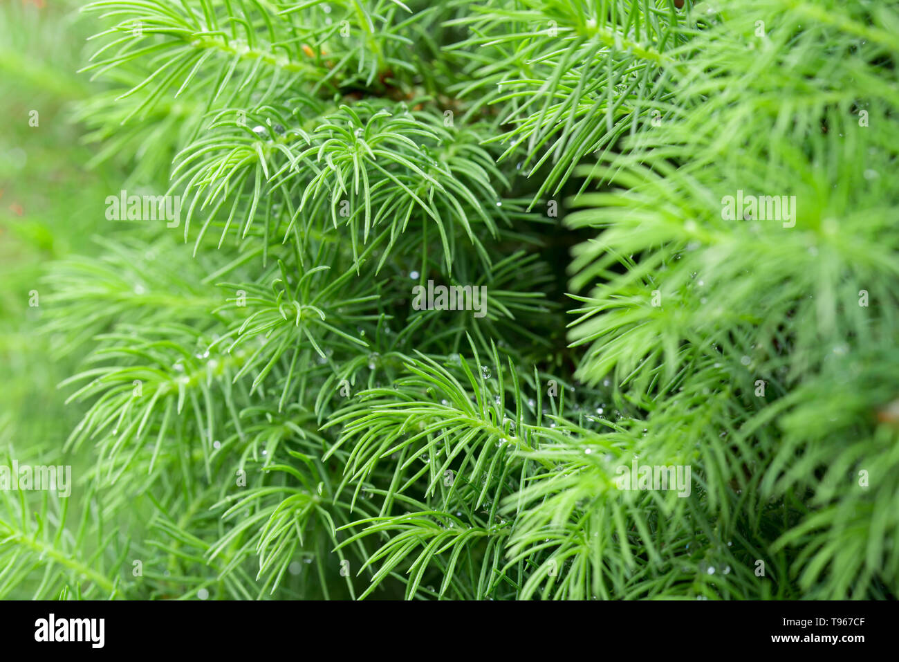 Young juniper tree hi-res stock photography and images - Alamy