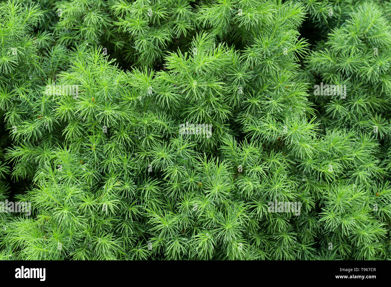 Young juniper tree hi-res stock photography and images - Alamy
