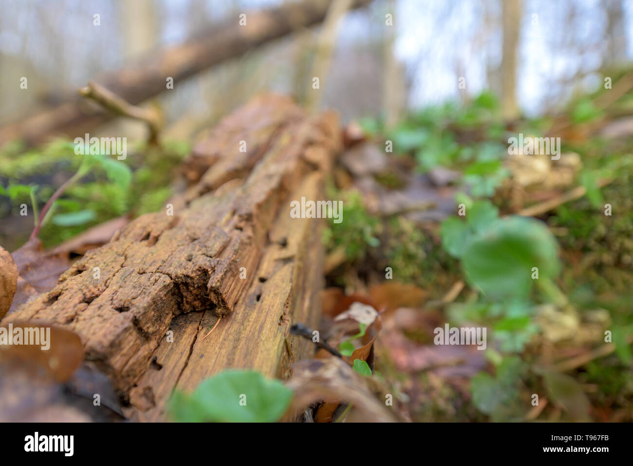 Natural habitat for insects in the forest. Rotten wood as protection to ...