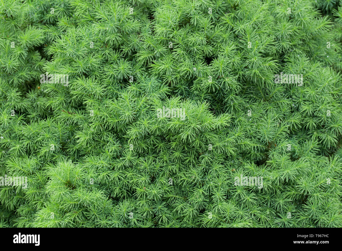 Green branches twigs hi-res stock photography and images - Alamy