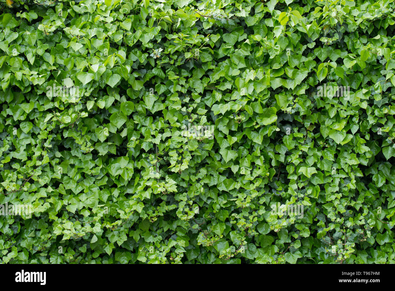 spring ivy leaves with water drops background Stock Photo - Alamy