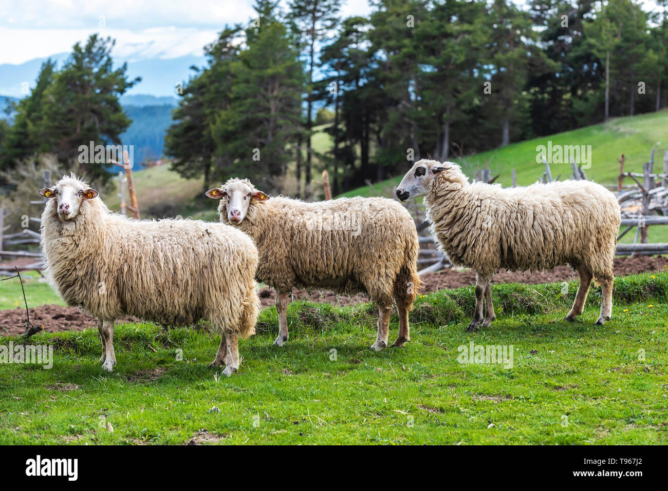 White sheeps graze in meadow hi-res stock photography and images - Alamy