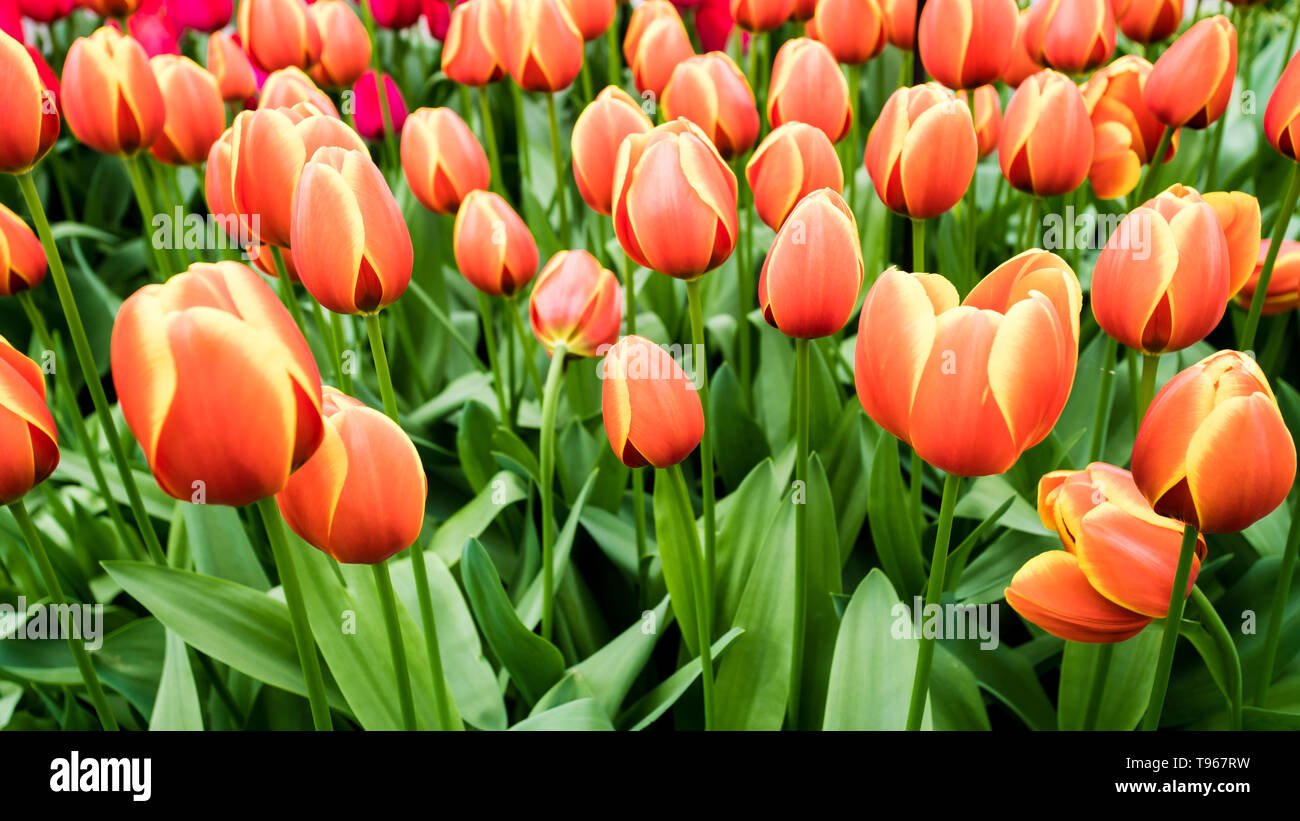 Colorful tulips in the spring in the garden Stock Photo - Alamy