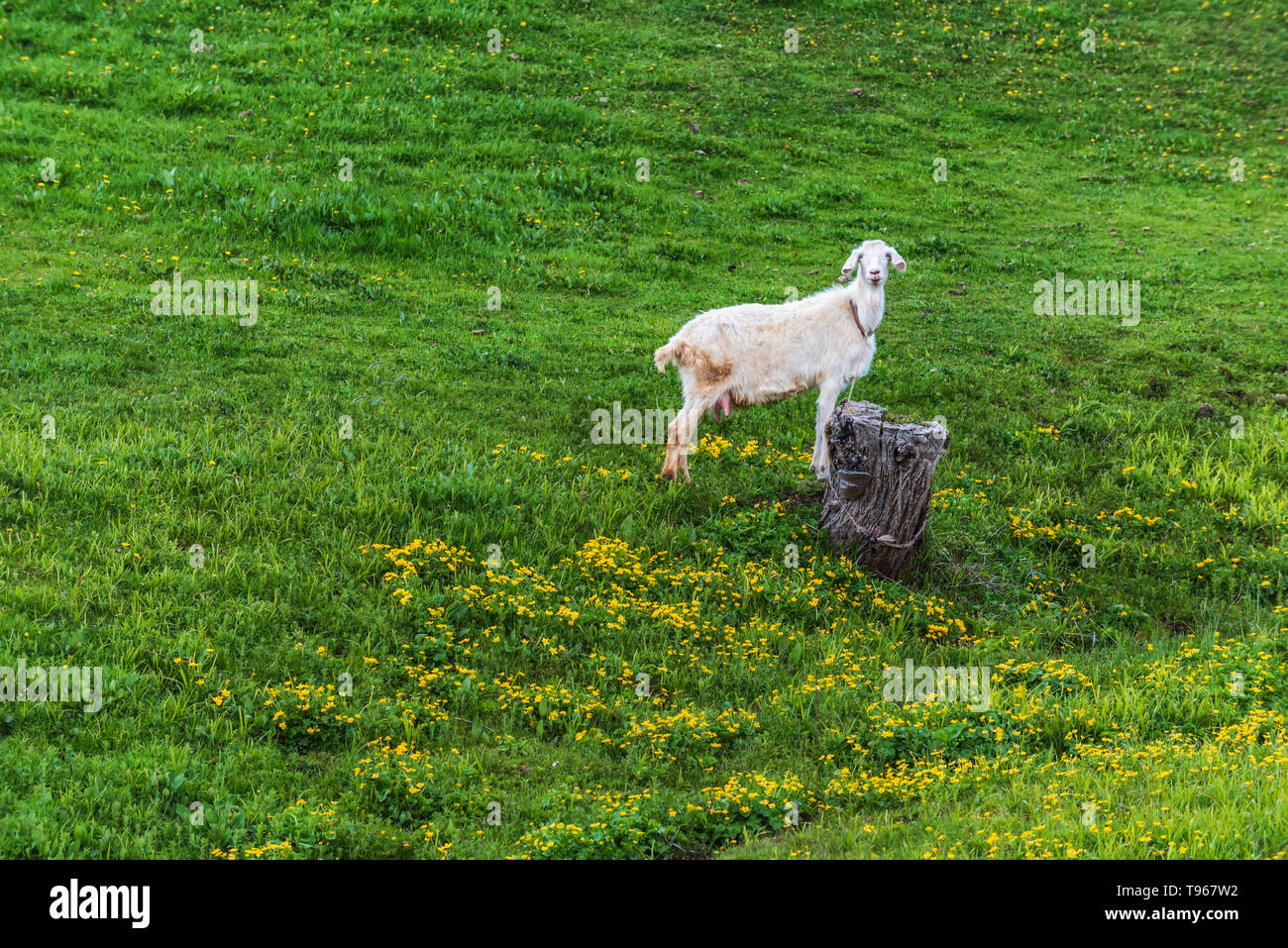 Goat animal on green mountain field Stock Photo - Alamy