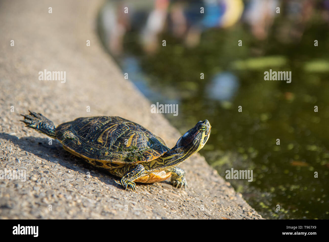 A Red-Eared Slider (Trachemys scripta elegans) Terrapin from the Turtle ...
