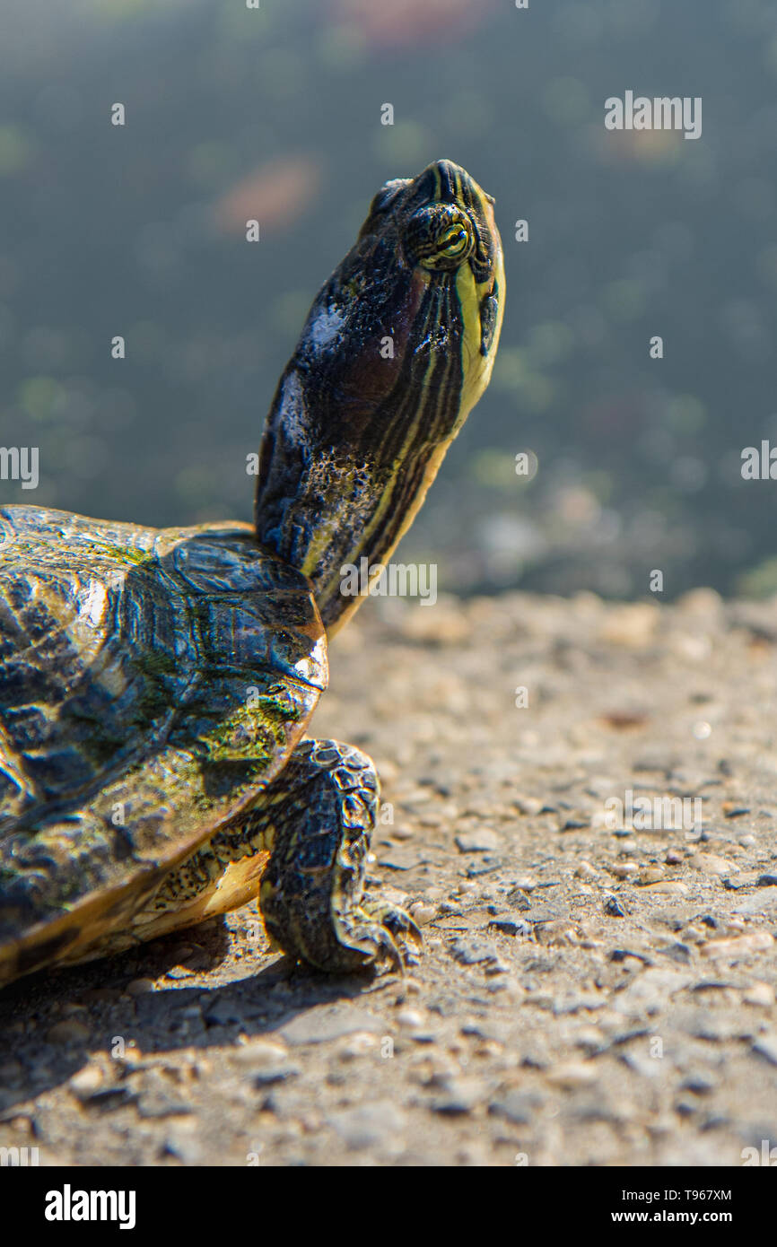 A Red-Eared Slider (Trachemys scripta elegans) Terrapin from the Turtle ...