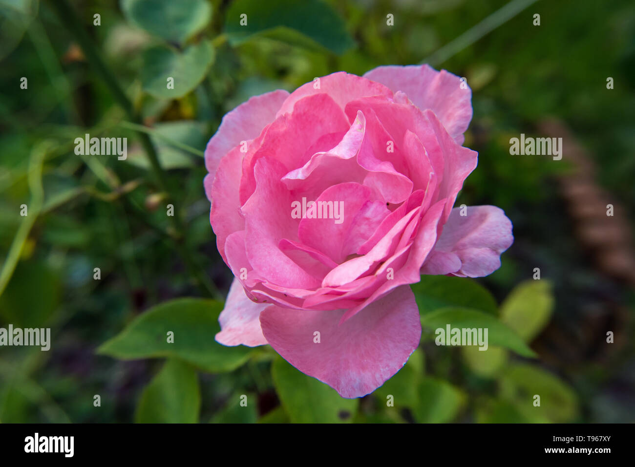 One pink rose on a background of green leaves - closeup Stock Photo - Alamy