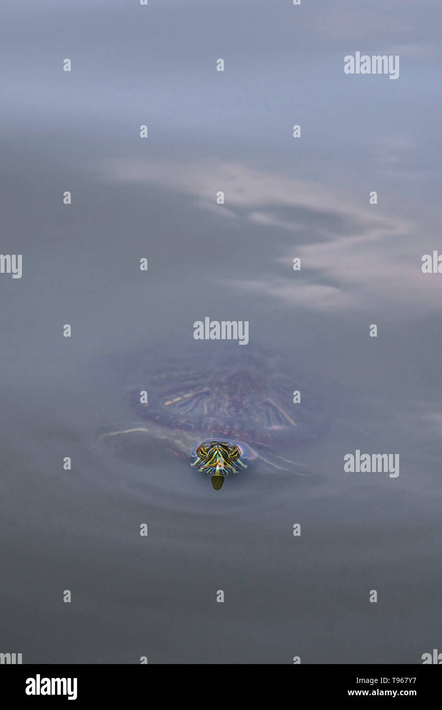 A Red-Eared Slider (Trachemys scripta elegans) Terrapin from the Turtle ...