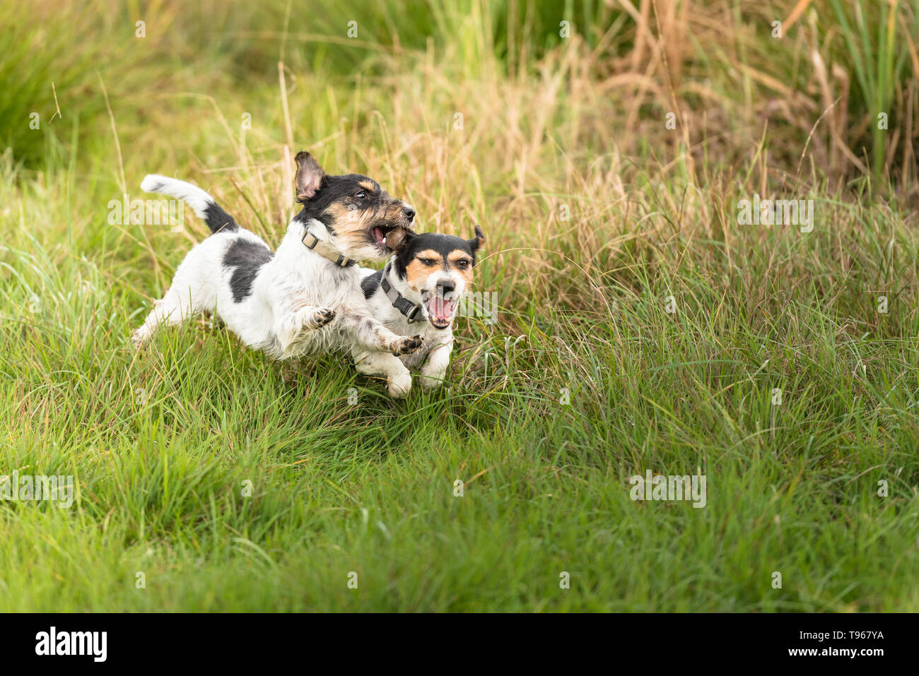 Two dogs run jump hi-res stock photography and images - Alamy