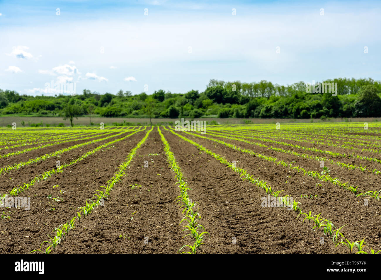 Sunny day over the large field of little corn plants Idea concept corn ...