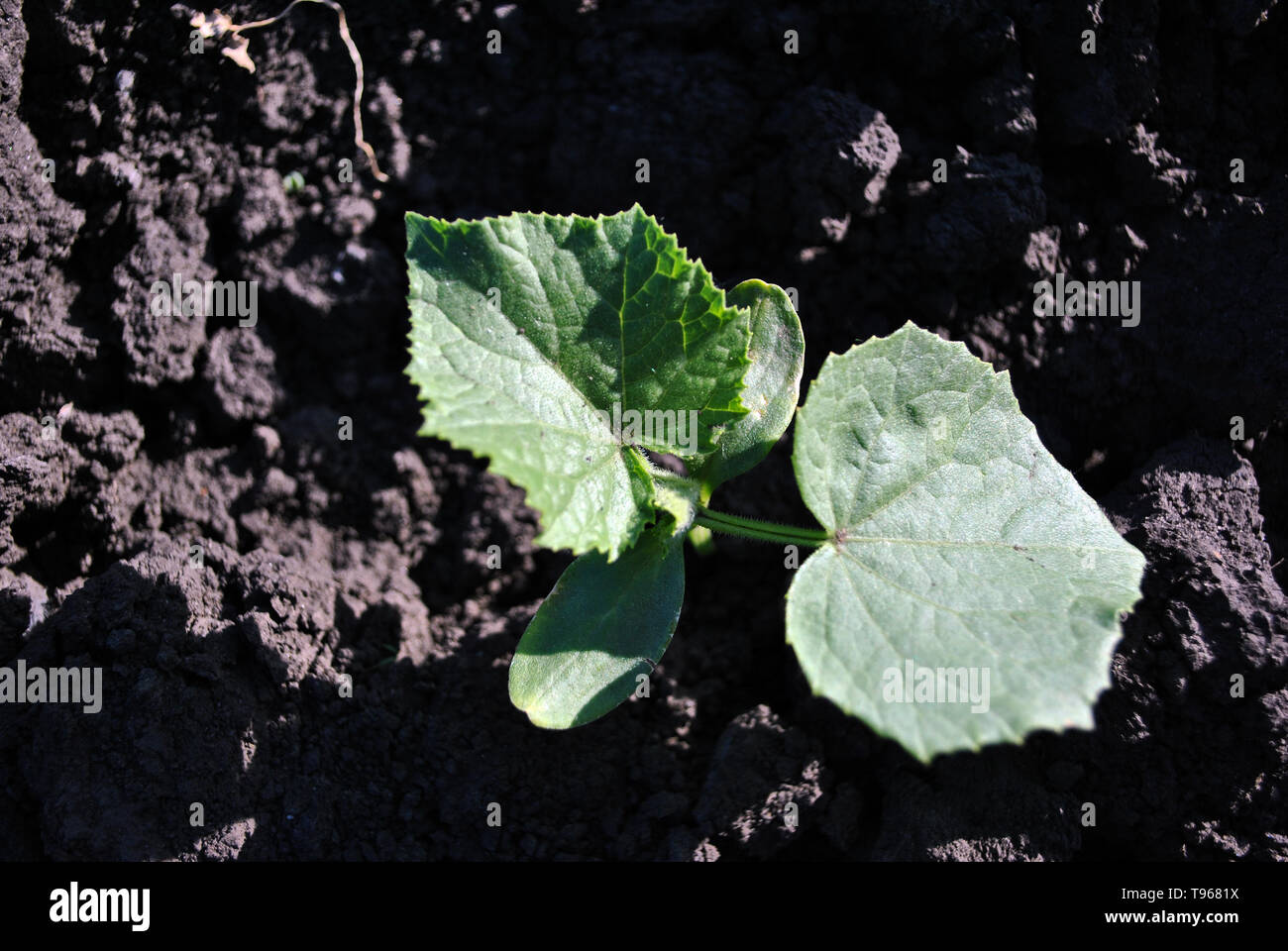 Cucumber plant growing in black earth, organic farming, close up first ...