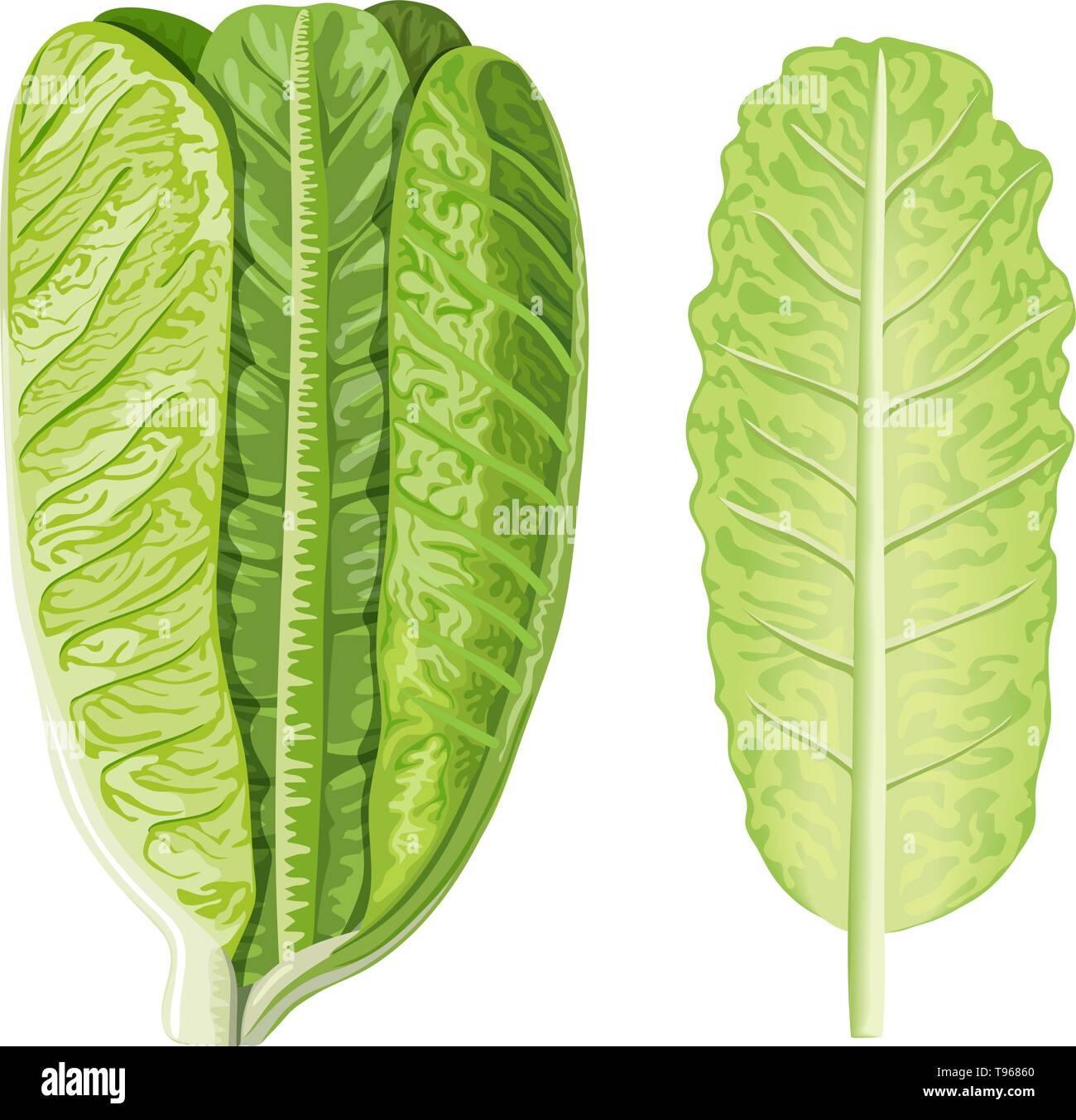 Fresh green Romaine Lettuce head and leaf, Lactuca sativa, isolated on white. Food concept ...