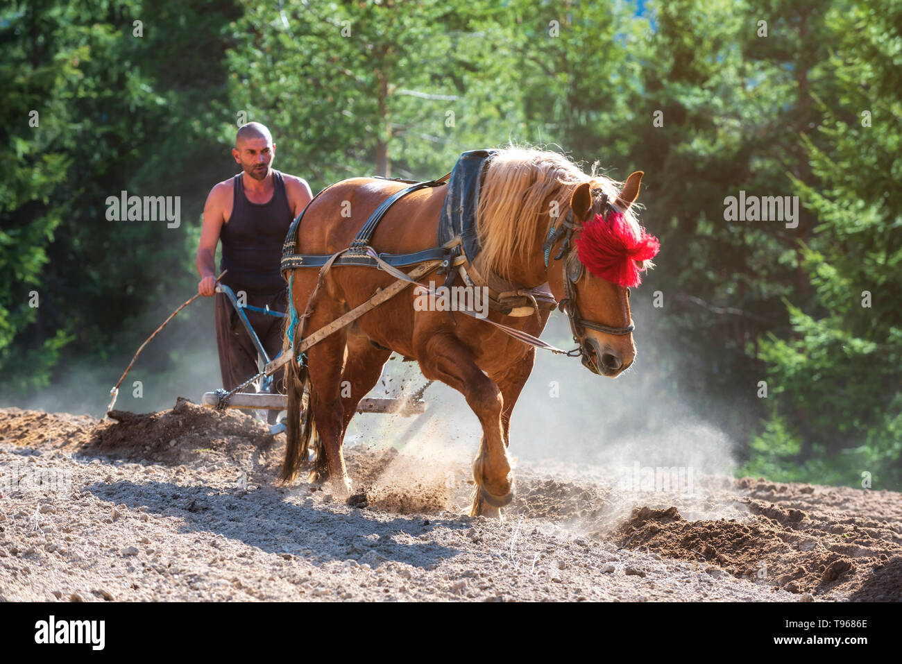 Farm Horse Plowing Horse And Plough Images – Browse 4,984 Stock