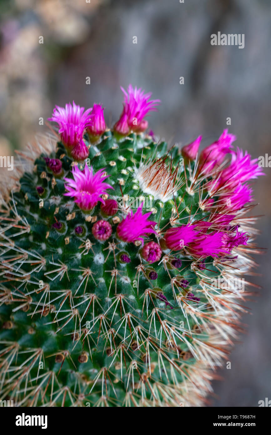 Macro Close up of a blooming cactus of the species mammillaria crassior ...