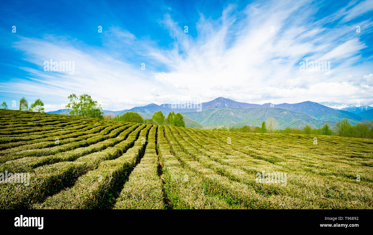Amazing landscape view tea hi-res stock photography and images - Alamy
