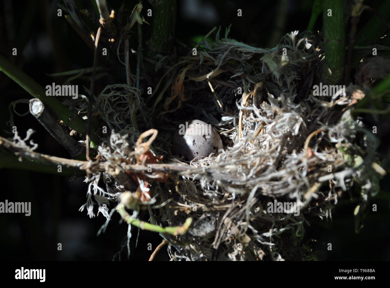 Grey bird nest from grass with one patched egg inside, close up Stock ...
