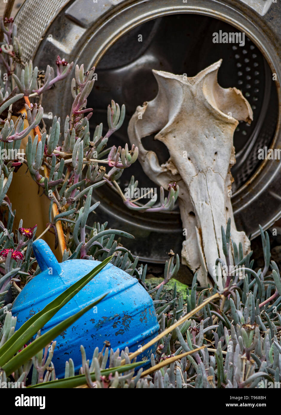 Unusual objects and strange collections with colour and textured ...