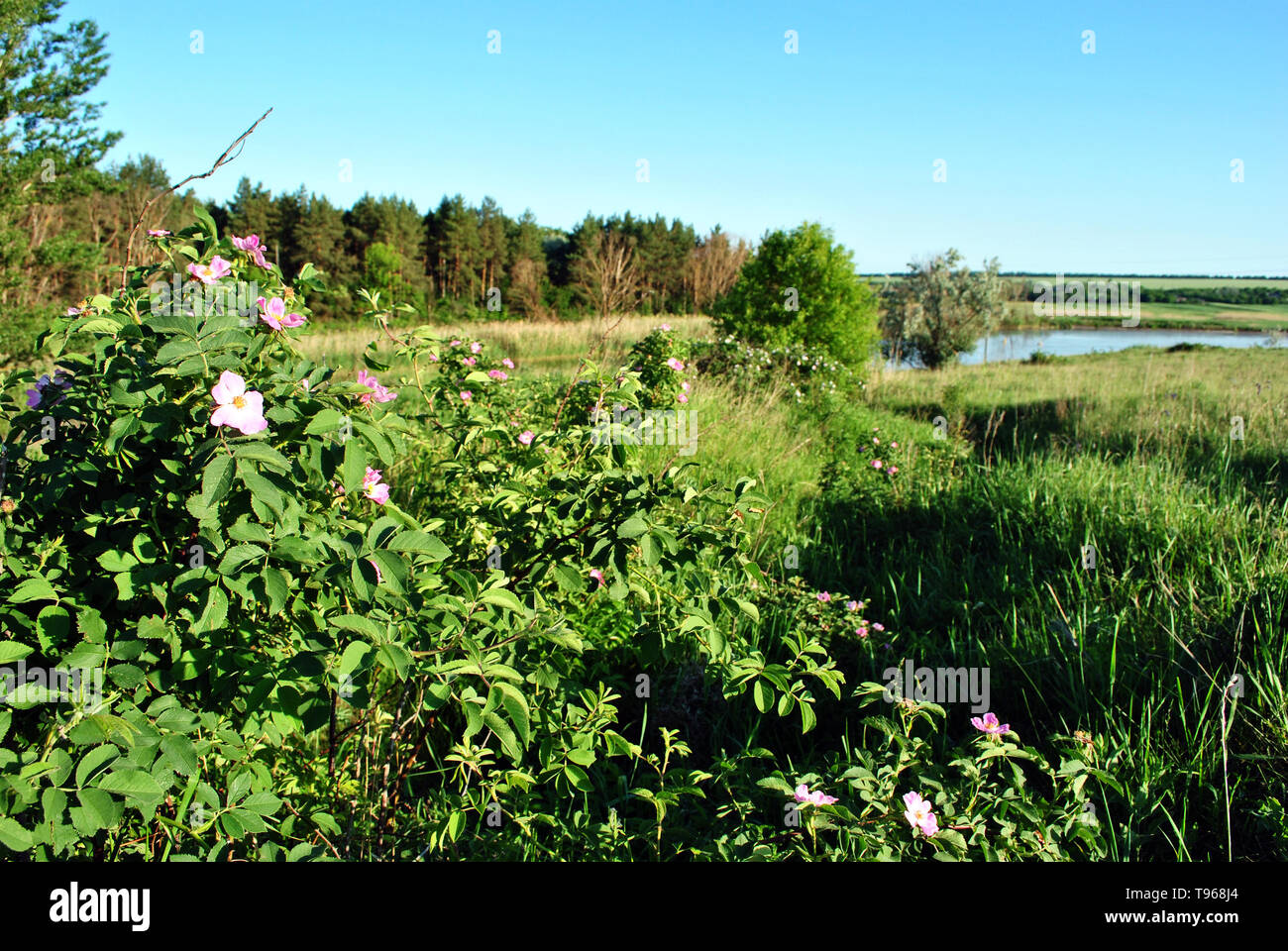 Wild rose pink flowers on the green bush, landscape with forest and ...