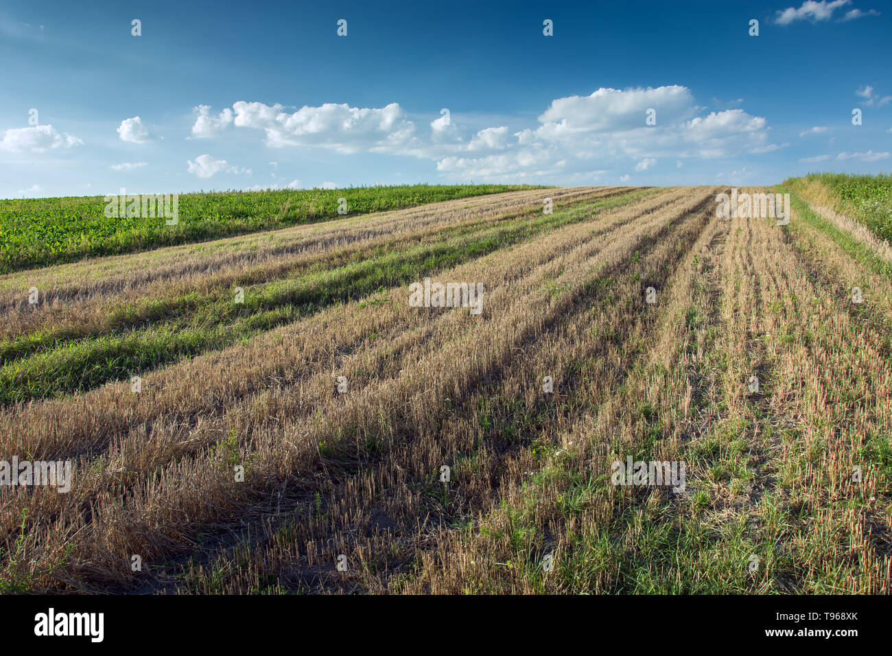 Strips of mowed field, horizon and white clouds on blue sky Stock Photo ...