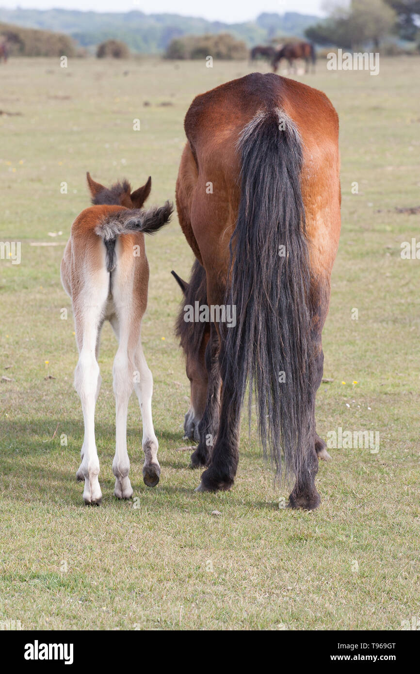 Ponies in the New Forest Stock Photo - Alamy