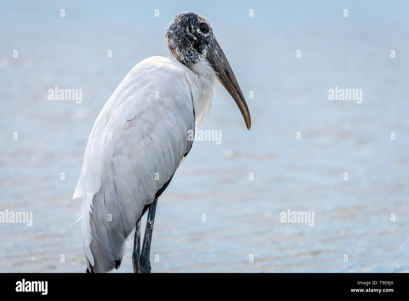 Guana dam hi-res stock photography and images - Alamy
