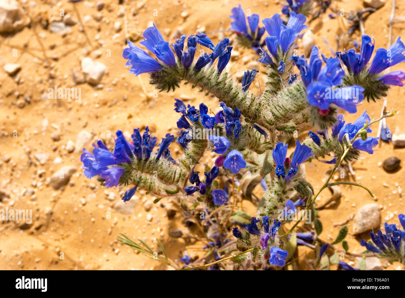 Sahara flowers hi-res stock photography and images - Alamy