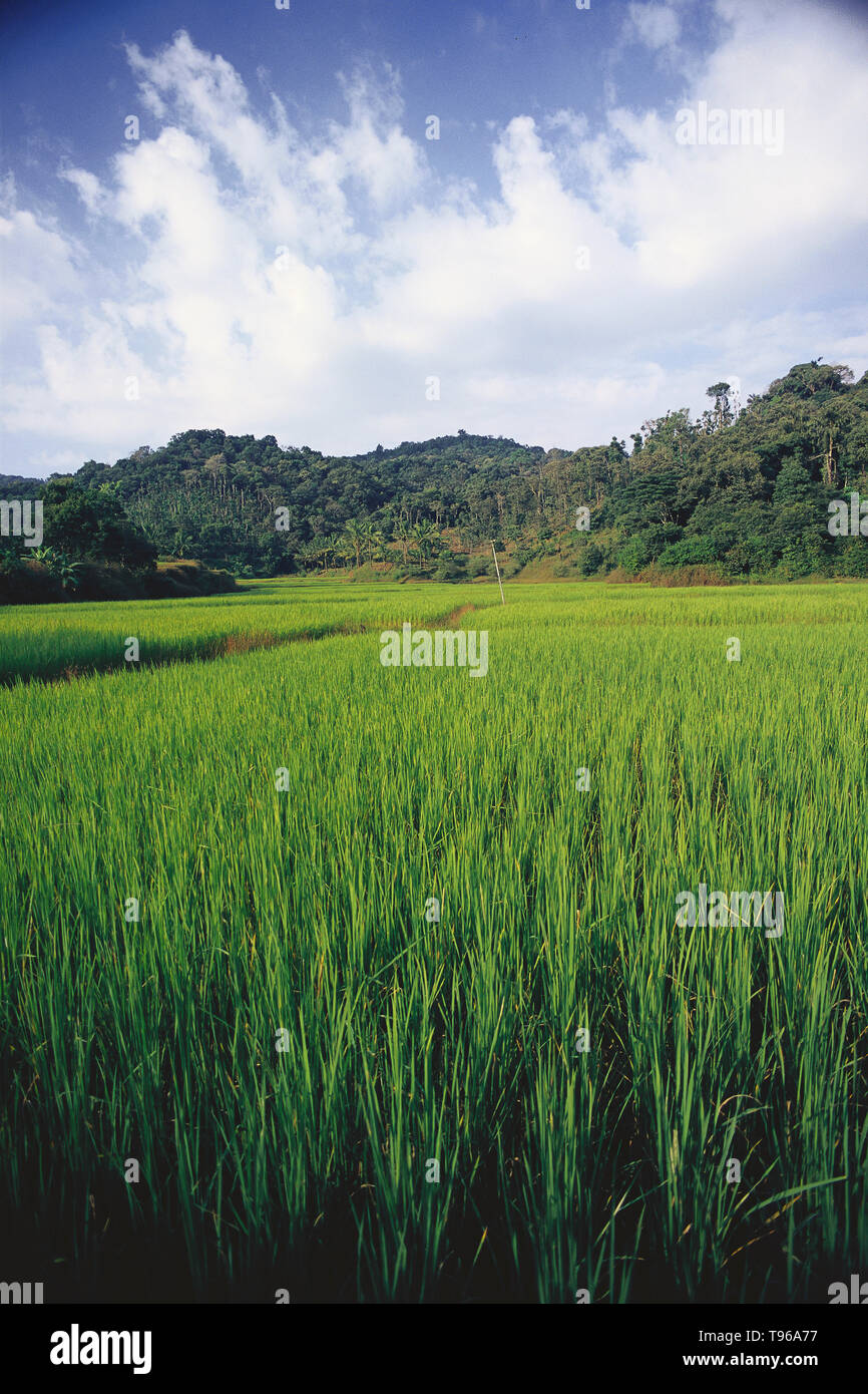 A VIEW OF RICE FIELDS, KARNATAKA, INDIA, ASIA Stock Photo - Alamy
