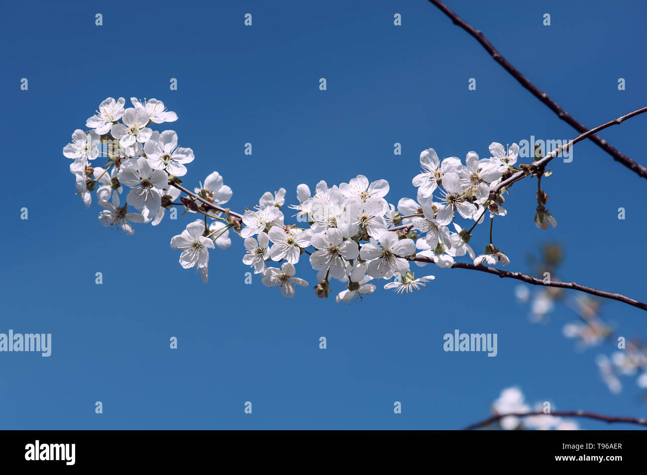 Cherry spring flowers Stock Photo - Alamy