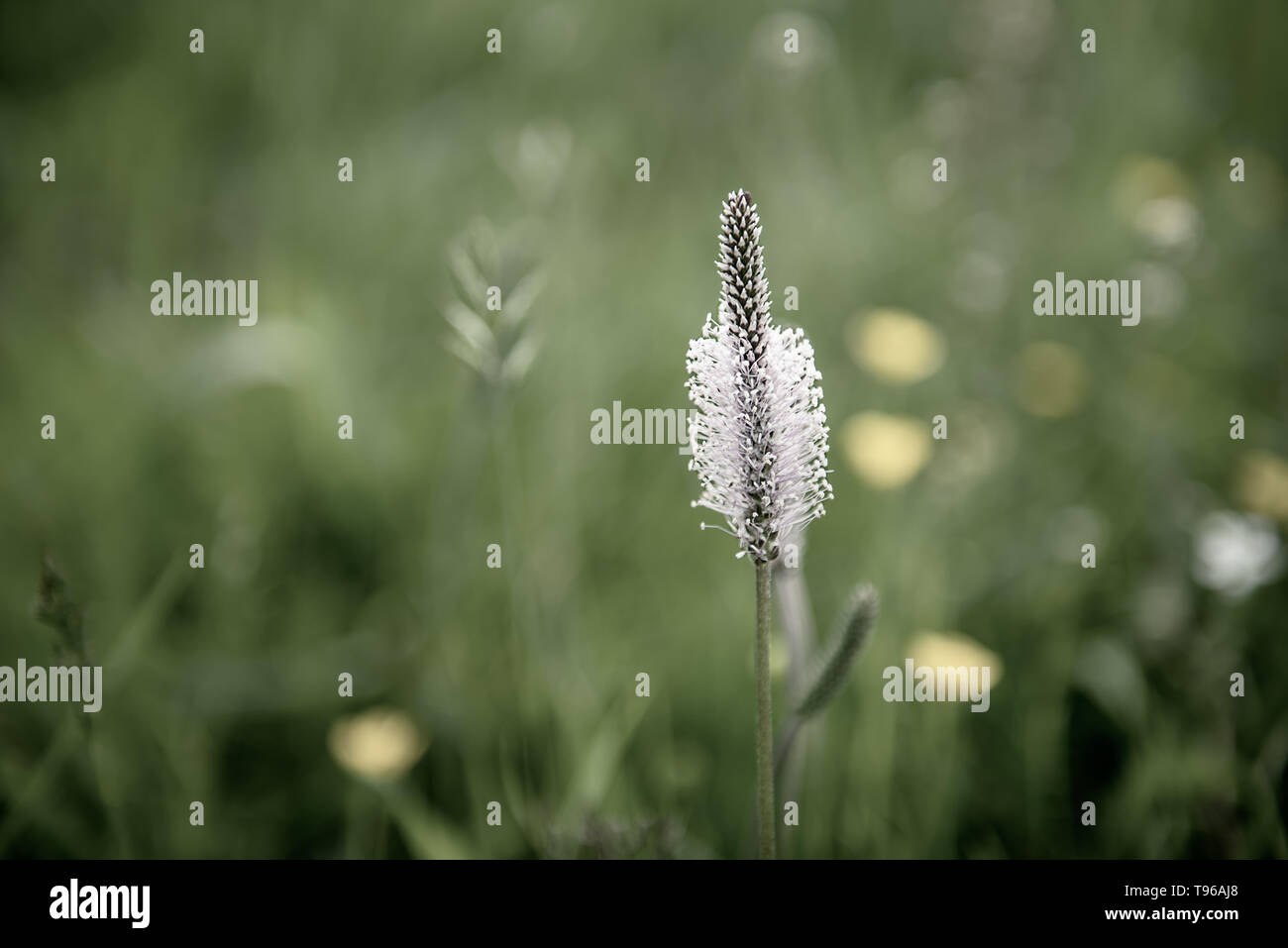 Spring white flowers Stock Photo - Alamy