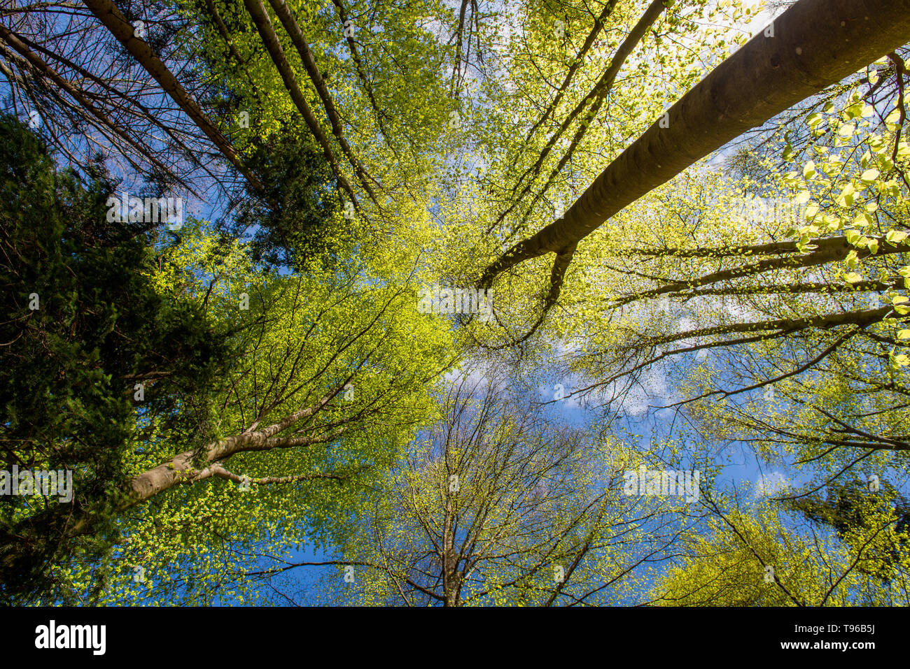 tree trunks in the woods vines from below Stock Photo - Alamy