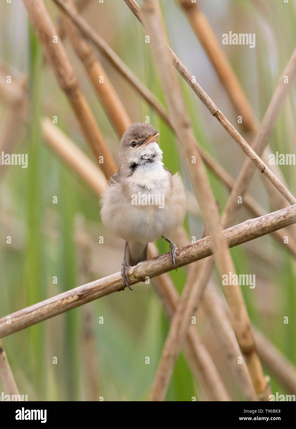 European Reed Warbler, Acrocephalus scirpaceus, in a Reed bed, Powys ...