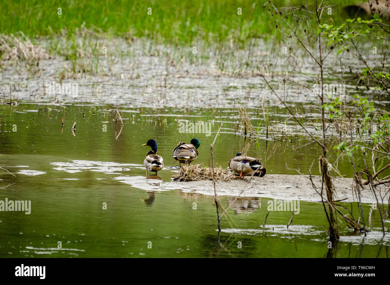 Mallard Ducks At The Little Spokane Natural Area Stock Photo - Alamy