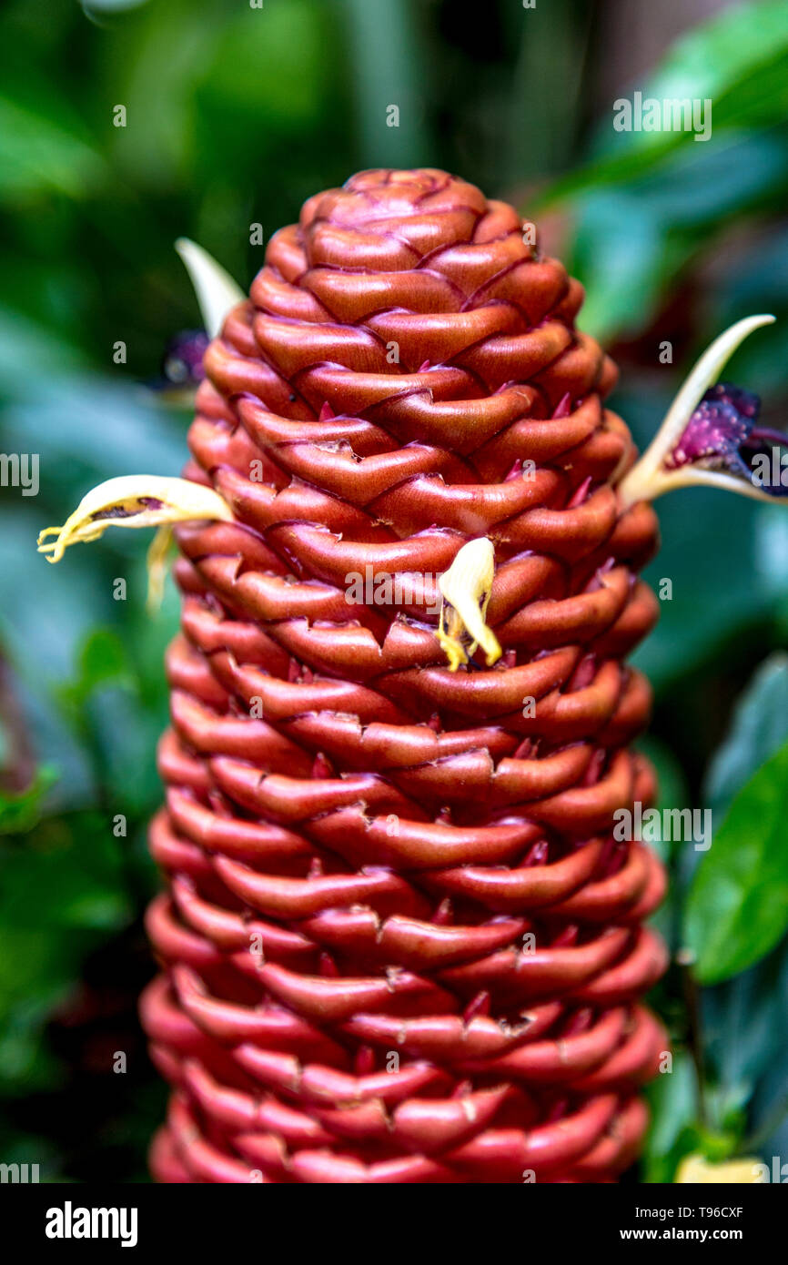 Zingiber spectabile aka beehive ginger, Kew Gardens, London, UK Stock ...