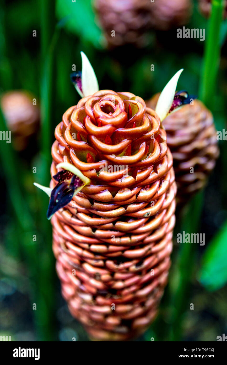 Zingiber spectabile aka beehive ginger, Kew Gardens, London, UK Stock ...