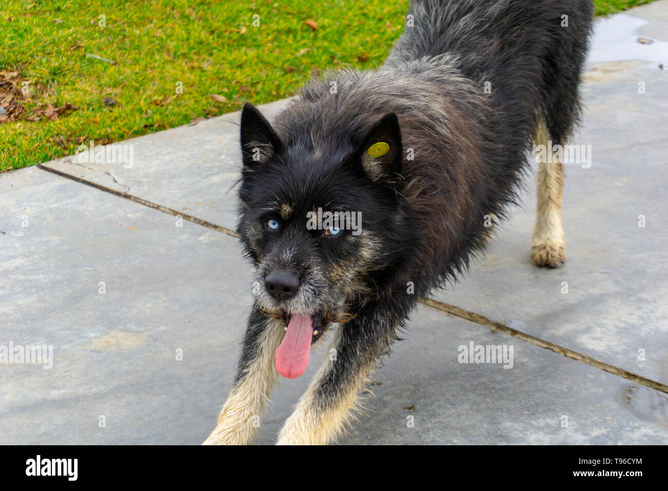 Stretching blue eyed stray homeless wolf dog Stock Photo - Alamy
