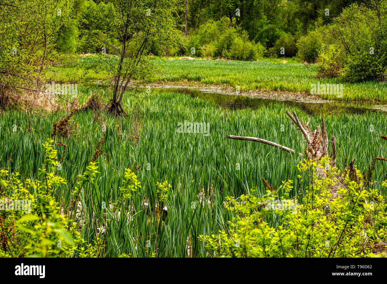 Wetland In The Little Spokane Natural Area Stock Photo - Alamy