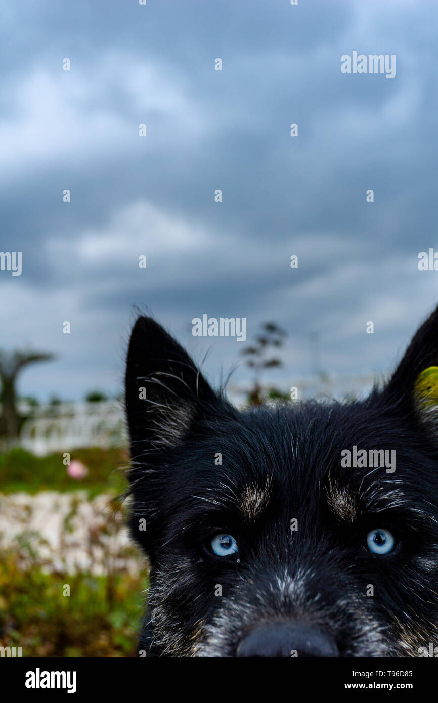 Black Wolf Hybrid With Blue Eyes