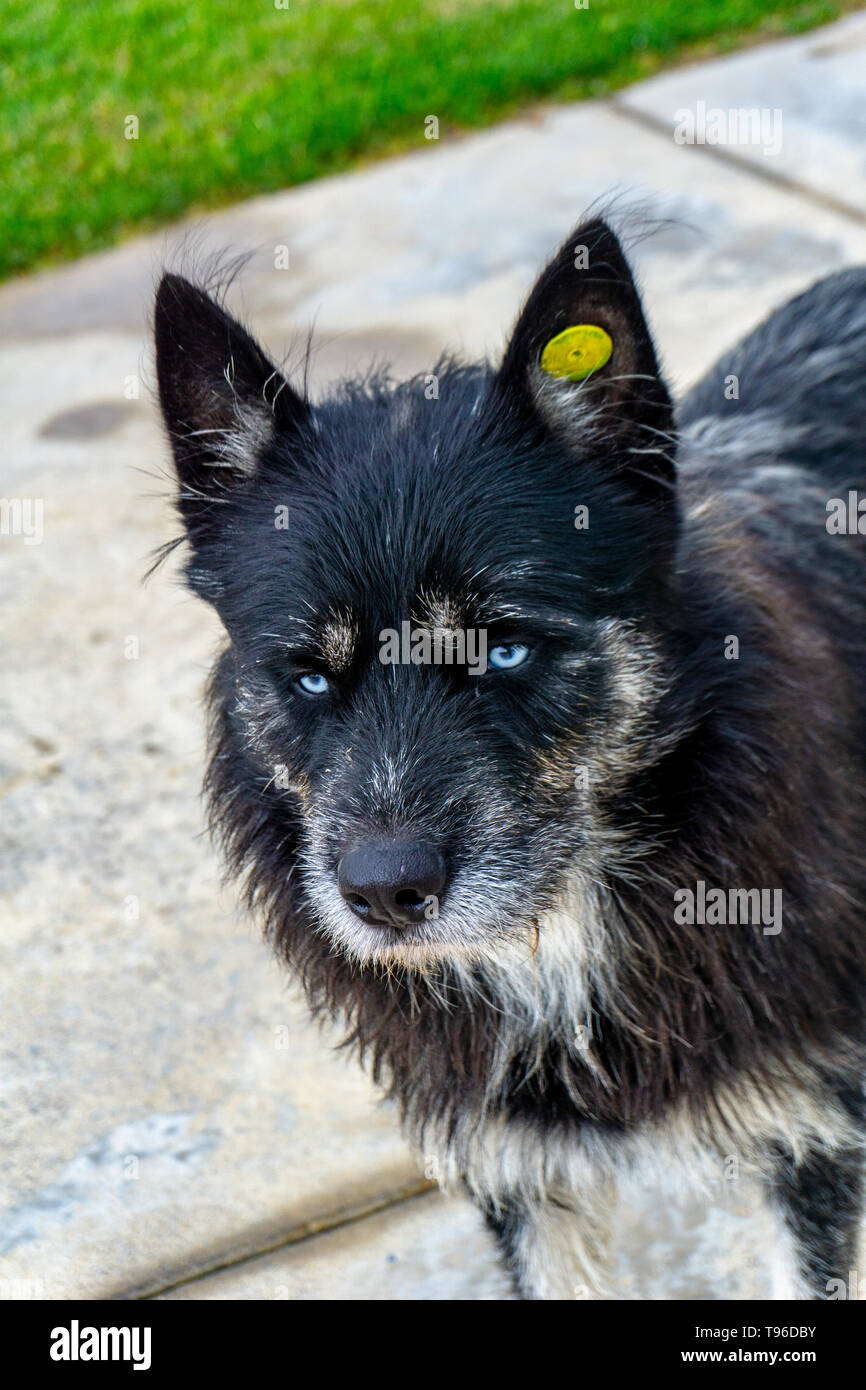Black Wolf Pup With Blue Eyes