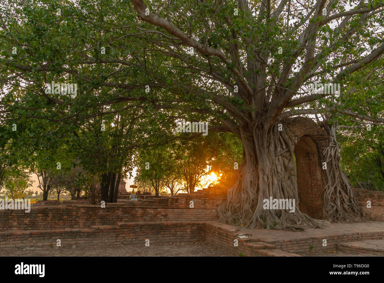 amazing root of banyan tree hold the old ancient door for long time in ...