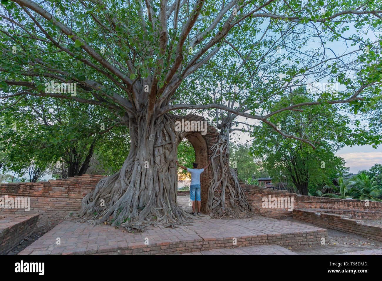 amazing root of banyan tree hold the old ancient door for long time in ...