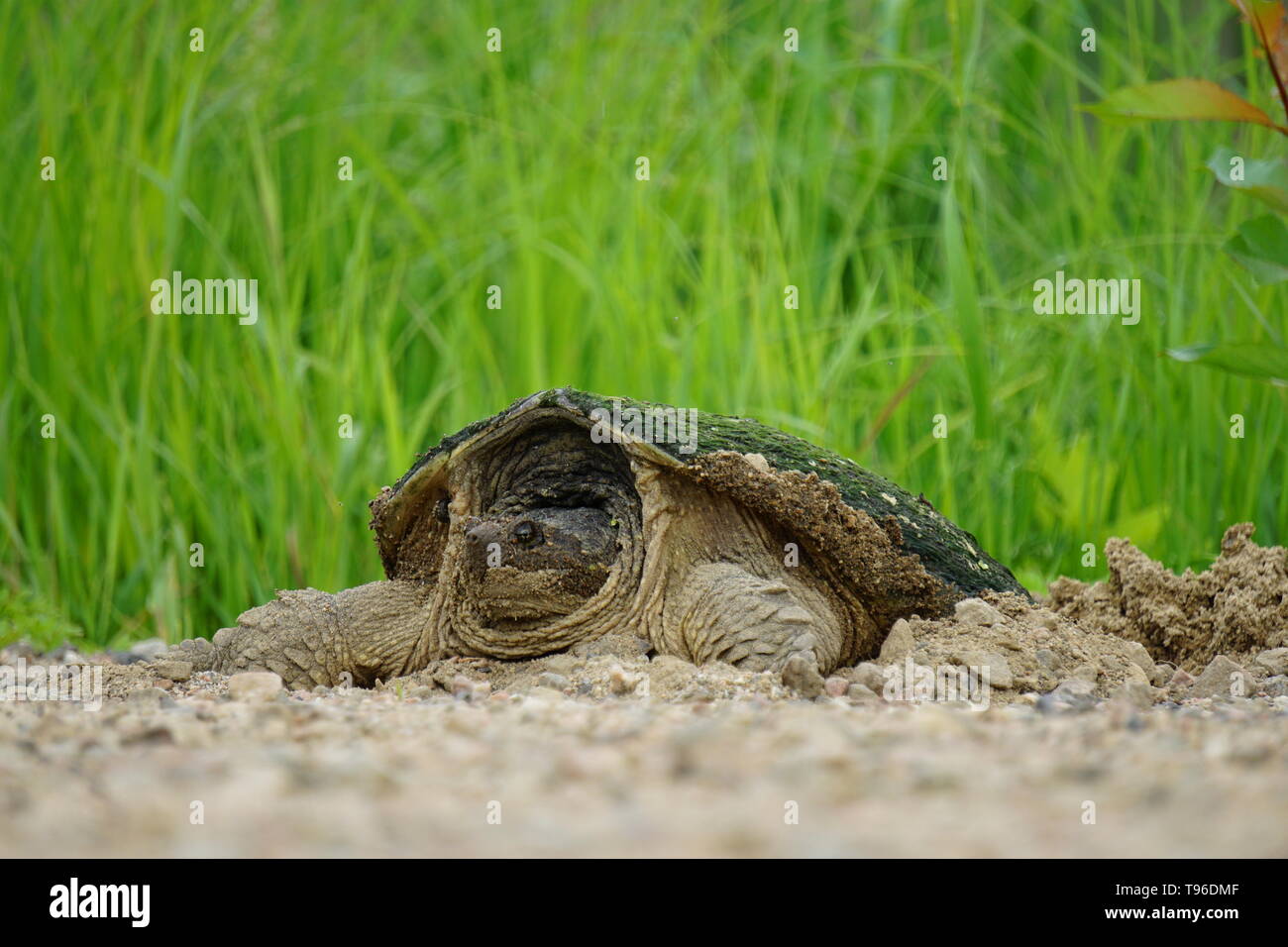 Snapping Turtle (Chelydra Serpentina) laying eggs in a gravel road by a ...