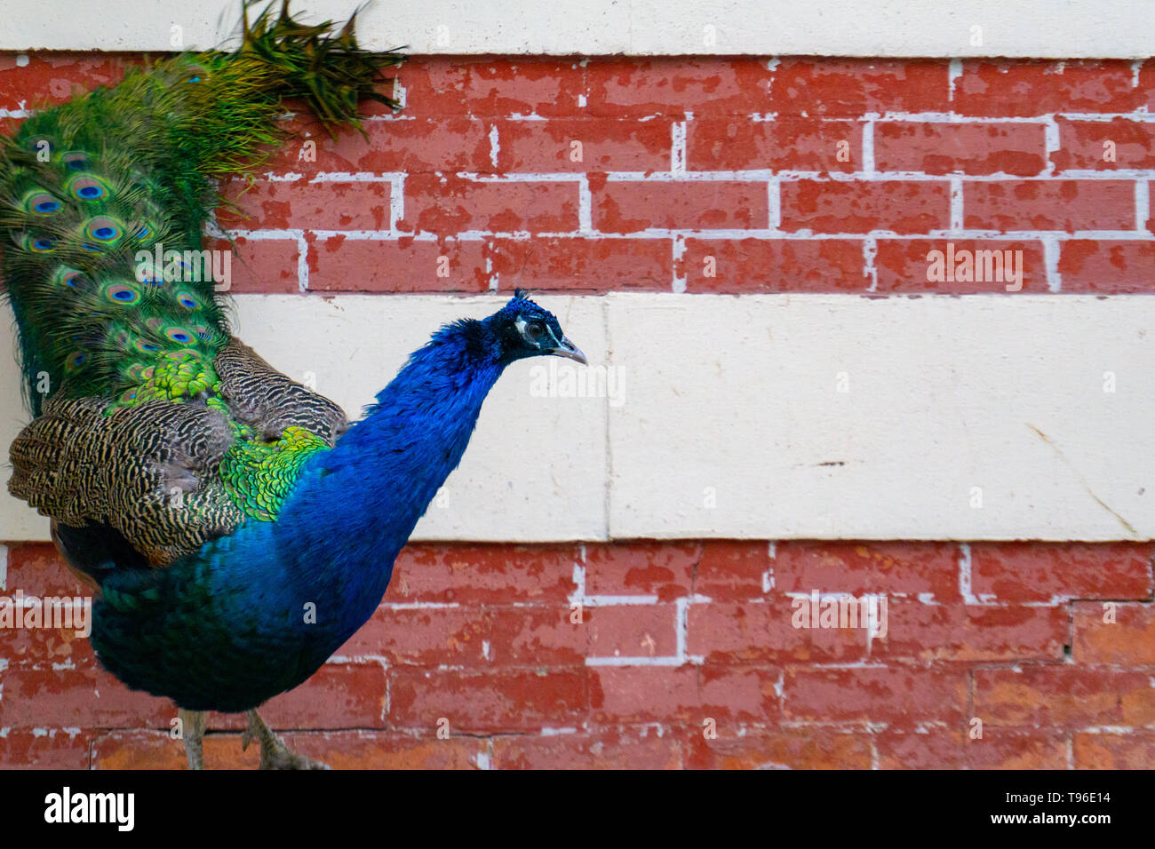 Blue Peacock Posing for infront of a red brick wall Stock Photo - Alamy