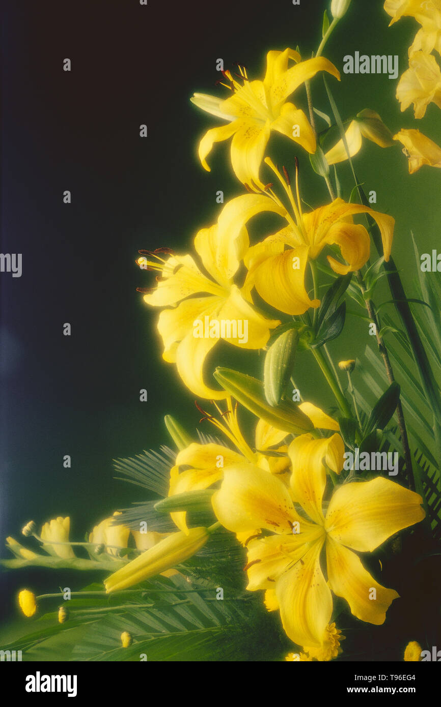 Lilium; Lily; flowering plants; Lilium candidum; rhizomes; stolons ...