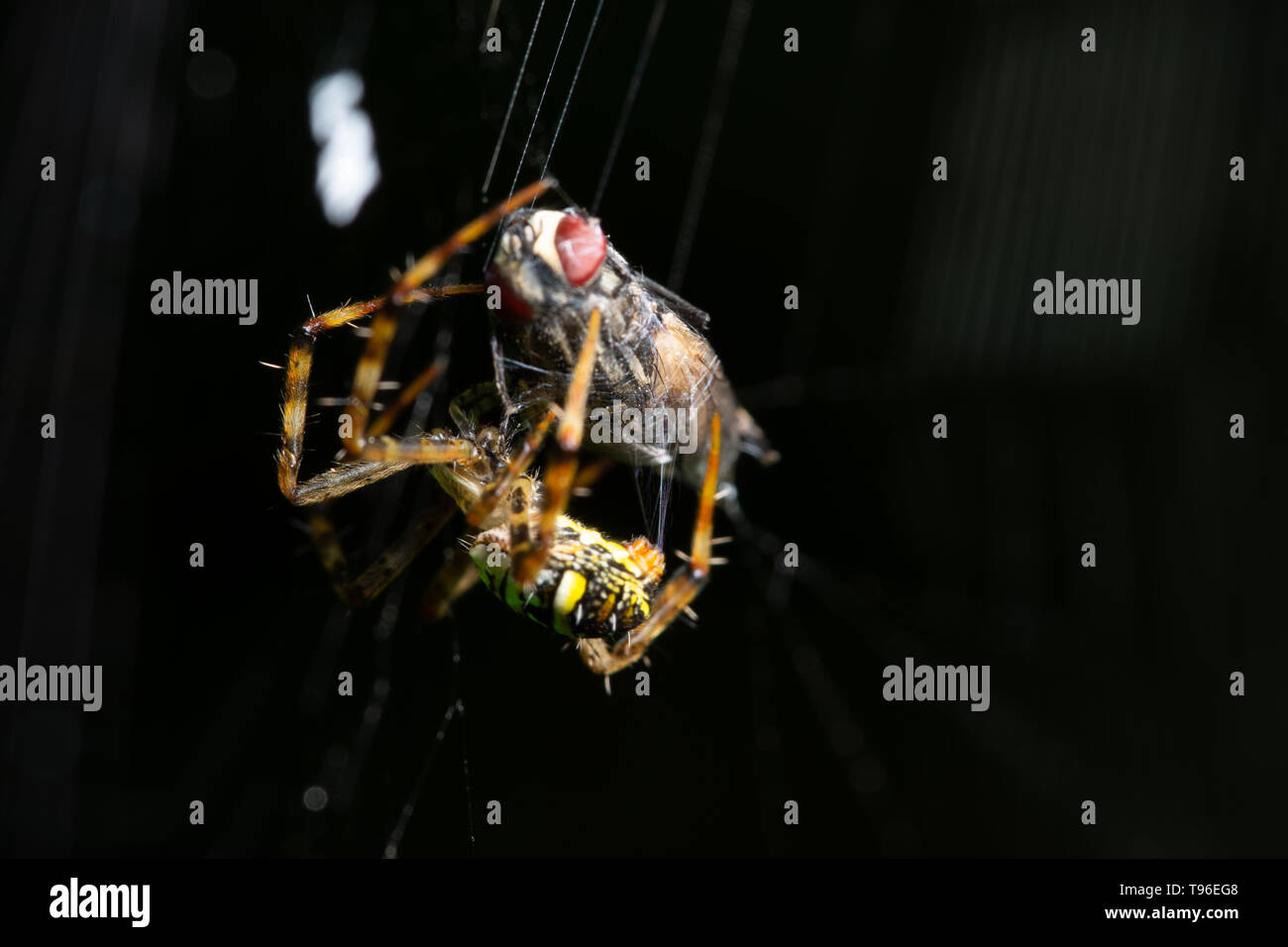 Macro spider on grass forest Stock Photo - Alamy