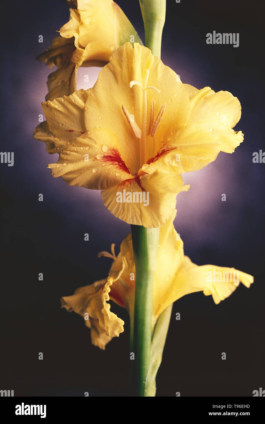 Gladiolus pink yellow petals hi-res stock photography and images - Alamy