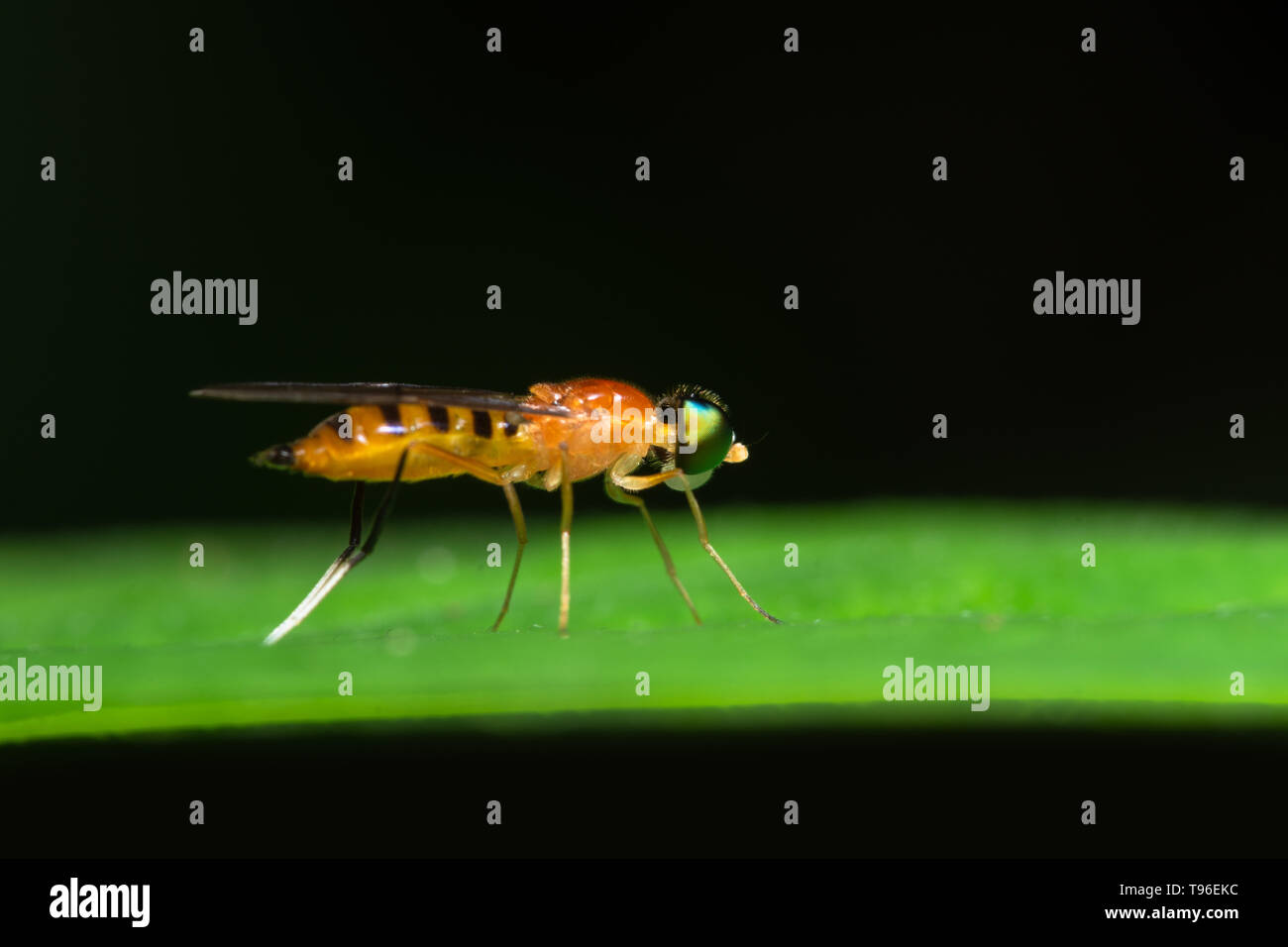 Macro background insect on leaf Stock Photo - Alamy