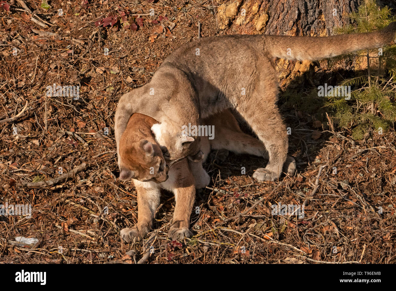 North America; United States; Montana; Wildlife; Mammals; Predators ...