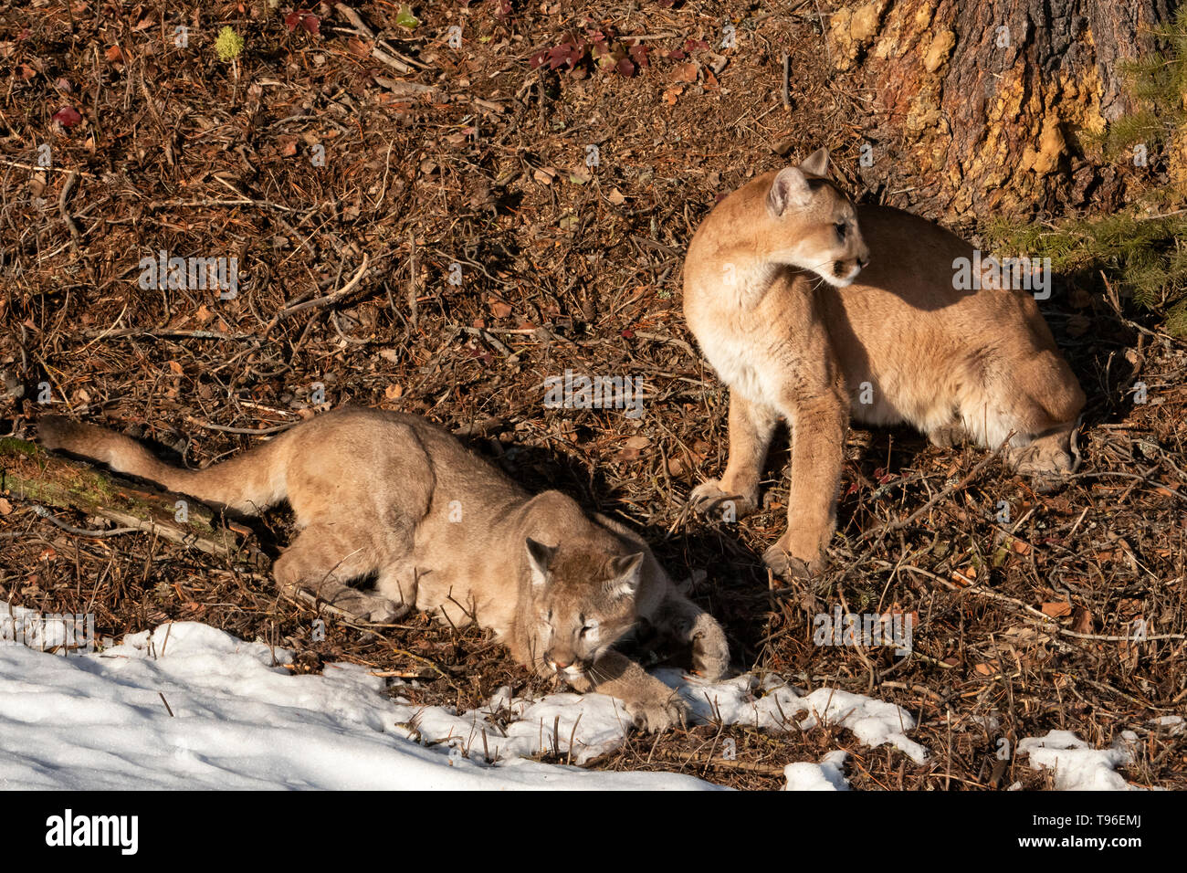 North America; United States; Montana; Wildlife; Mammals; Predators ...